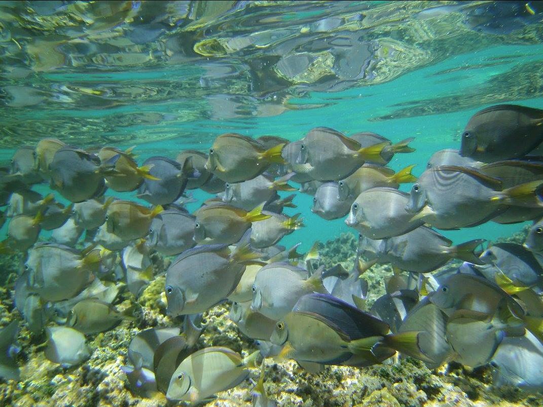 Fishy Business – Roatan, Costa Maya, and Cozumel – Adjusted Reality