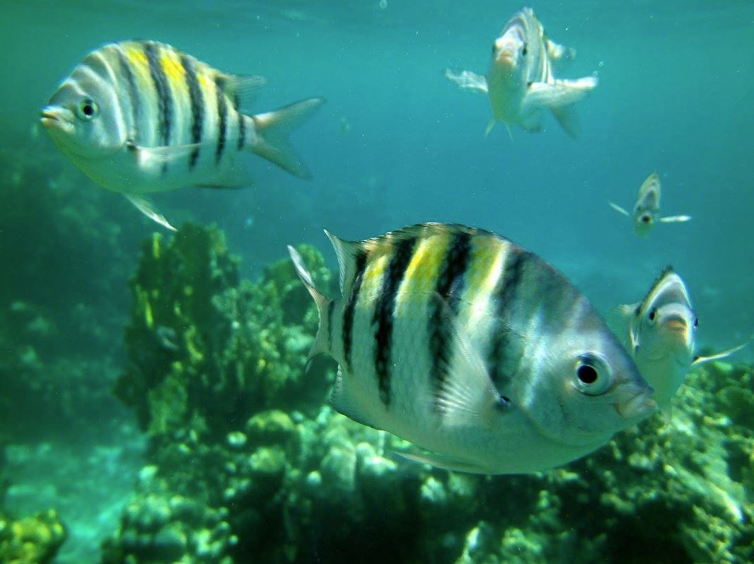 Fishy Business – Roatan, Costa Maya, and Cozumel – Adjusted Reality